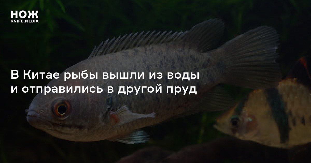 В Китае рыбы вышли из воды и отправились в другой пруд — Нож