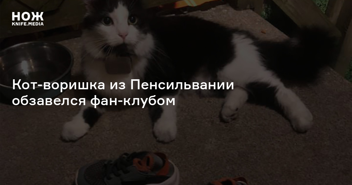Кот-воришка из Пенсильвании обзавелся фан-клубом — Нож