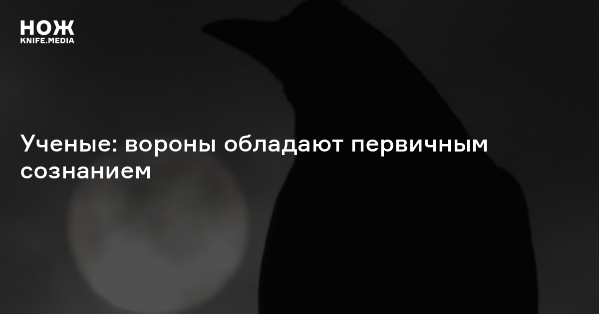 Ученые: вороны обладают первичным сознанием — Нож