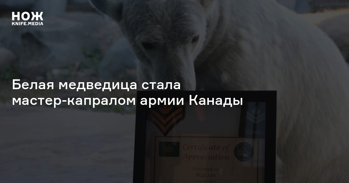 Белая медведица стала мастер-капралом армии Канады — Нож