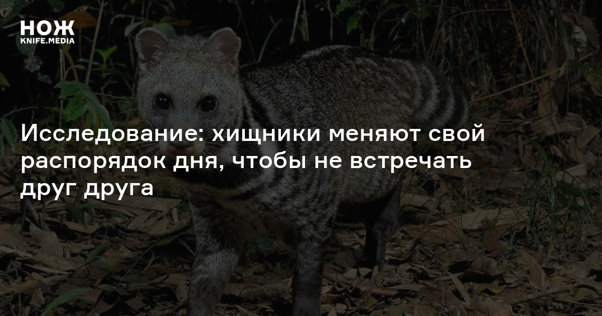 Исследование: хищники меняют свой распорядок дня, чтобы не встречать ...