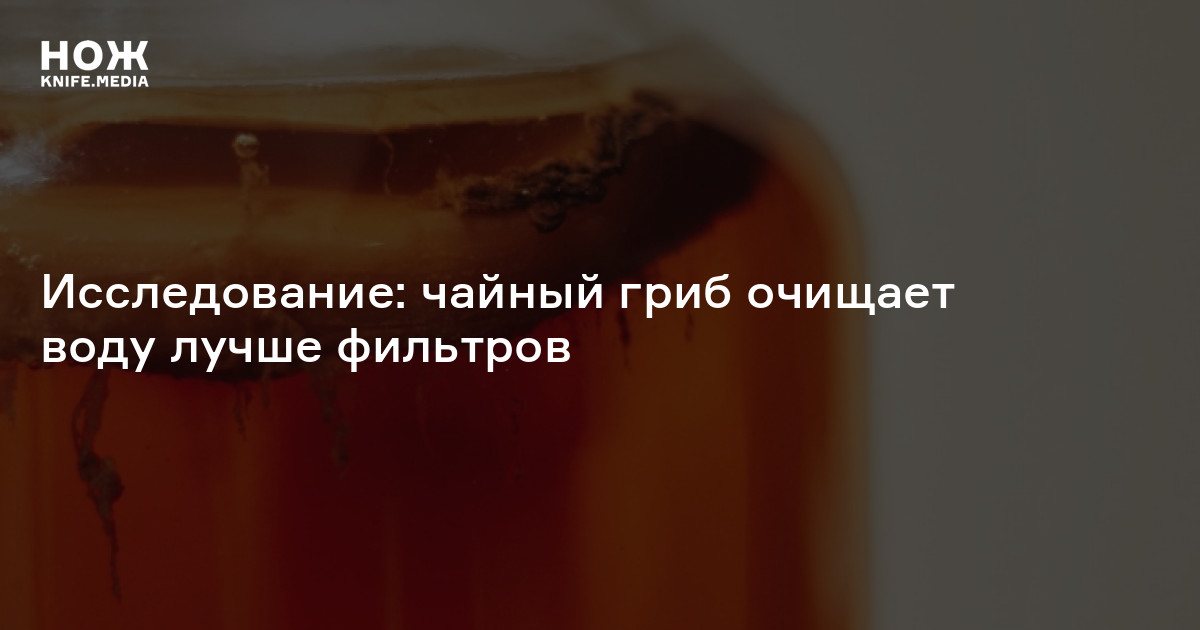 Исследование: чайный гриб очищает воду лучше фильтров — Нож
