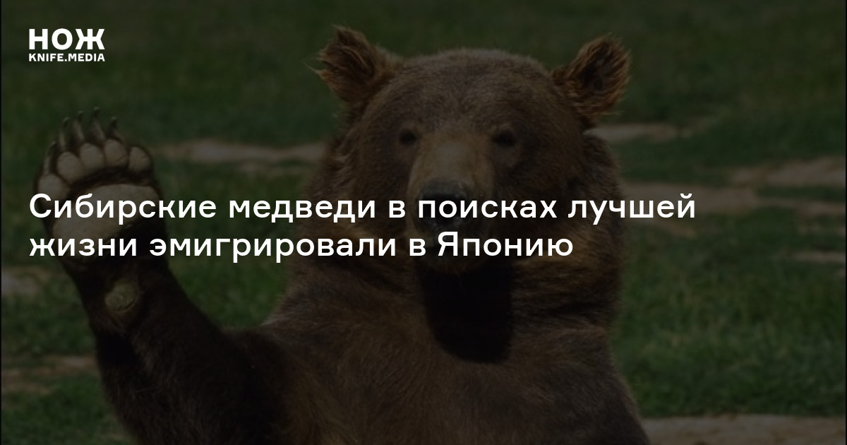 Сибирские медведи в поисках лучшей жизни эмигрировали в Японию — Нож