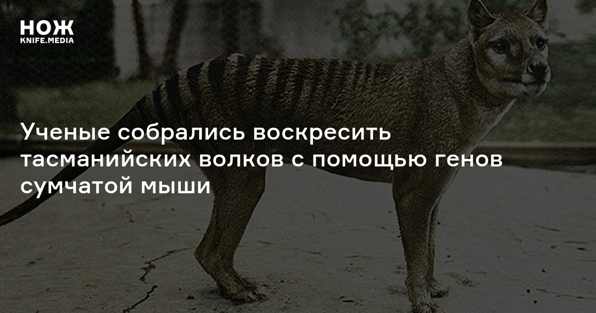 Ученые собрались воскресить тасманийских волков с помощью генов ...