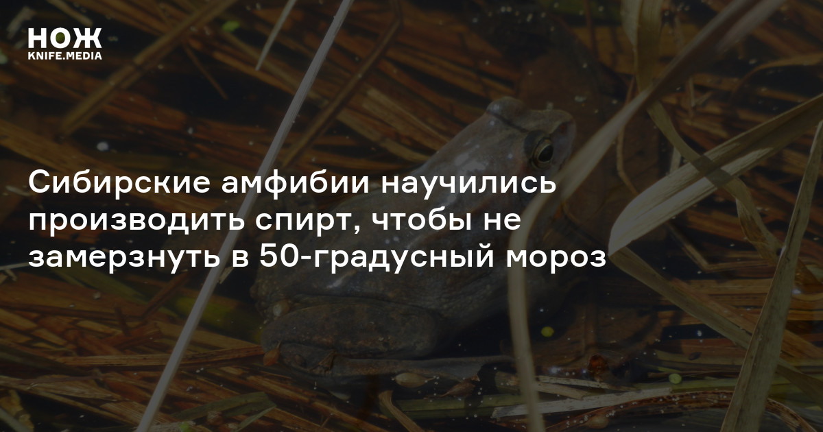 Сибирские амфибии научились производить спирт, чтобы не замерзнуть в 50 ...