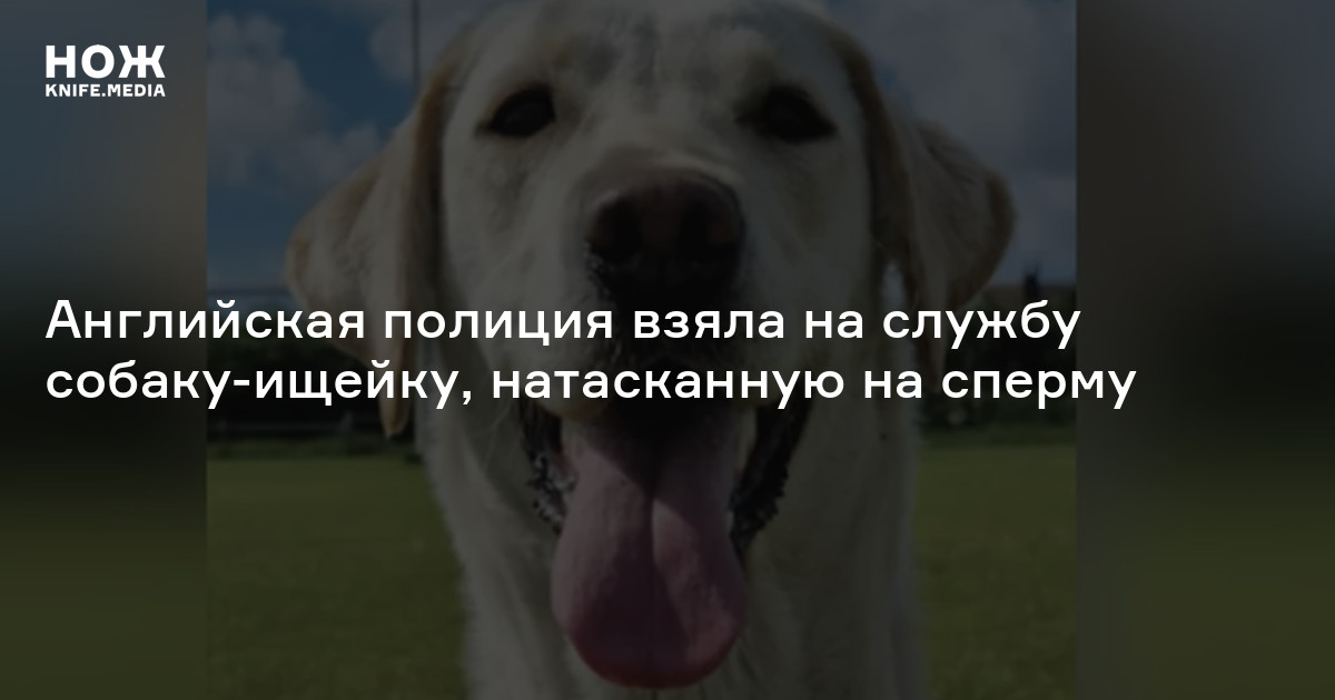 Английская полиция взяла на службу собаку-ищейку, натасканную на сперму ...