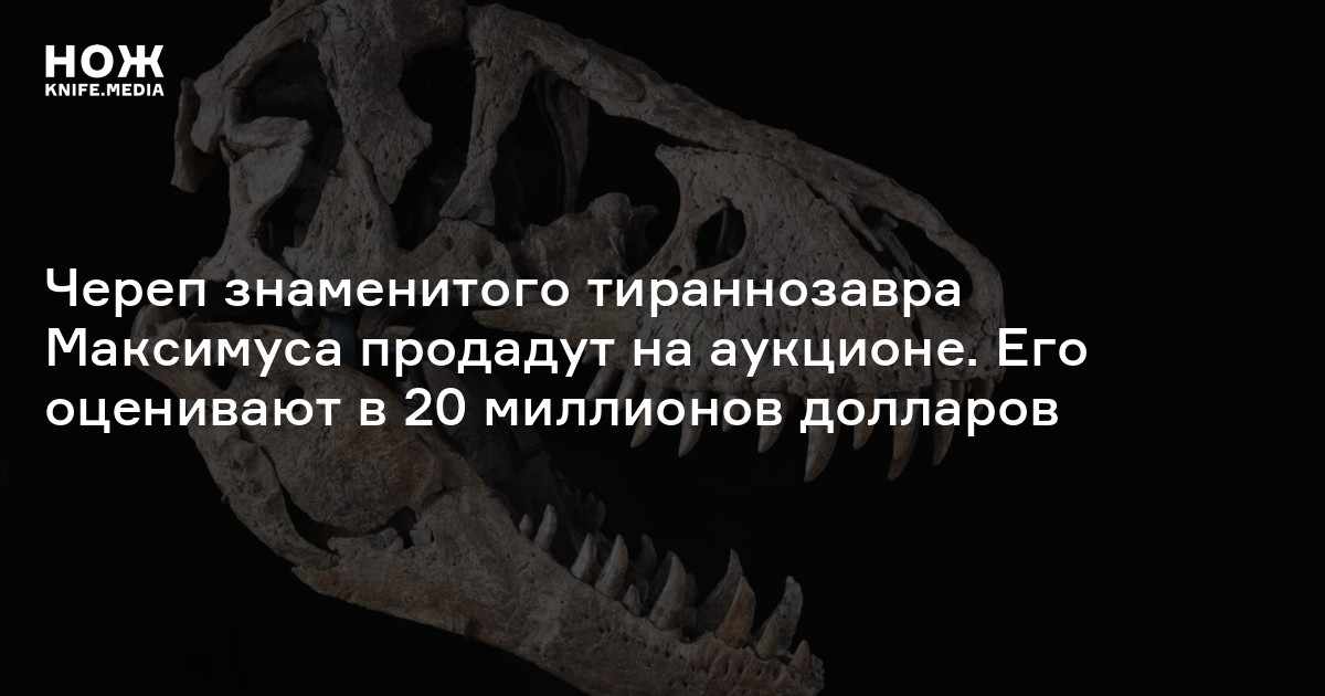 Череп знаменитого тираннозавра Максимуса продадут на аукционе. Его ...