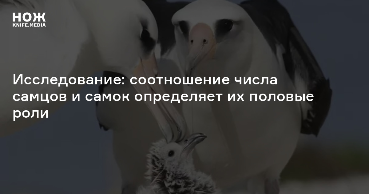 Исследование: соотношение числа самцов и самок определяет их половые ...
