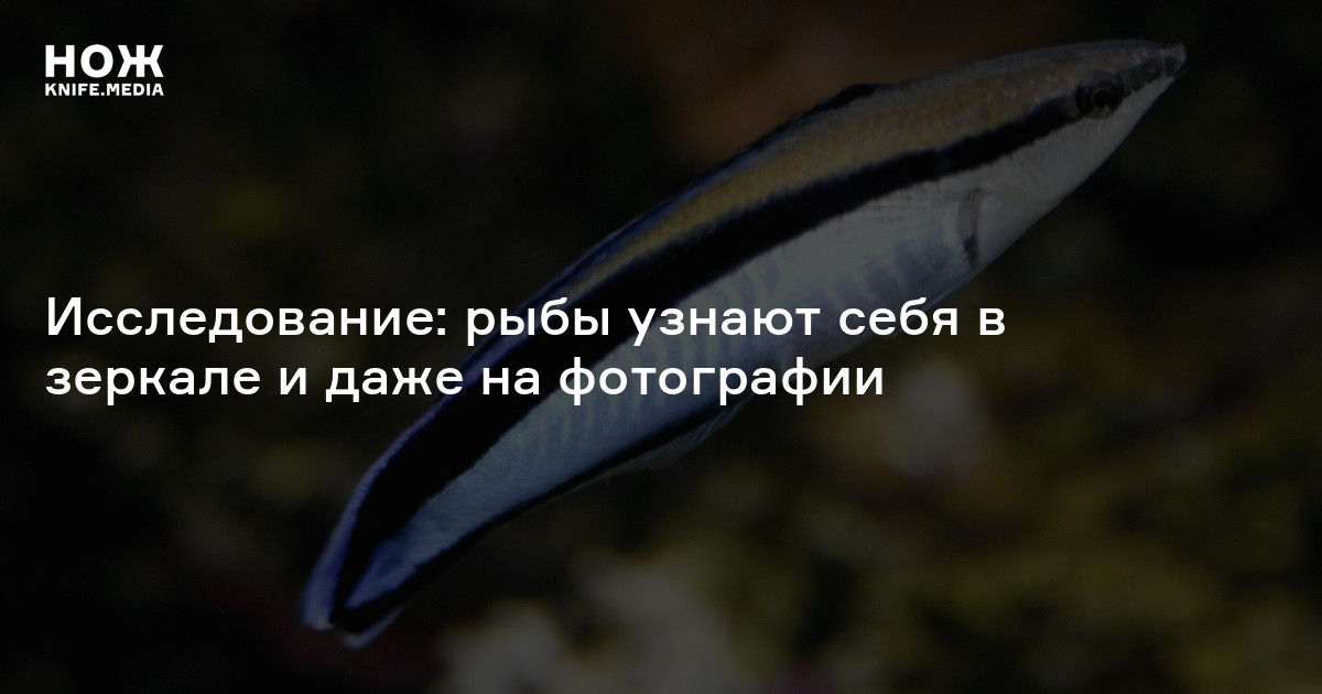 Исследование: рыбы узнают себя в зеркале и даже на фотографии — Нож