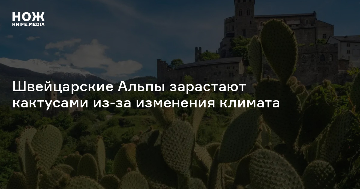 Швейцарские Альпы зарастают кактусами из-за изменения климата — Нож