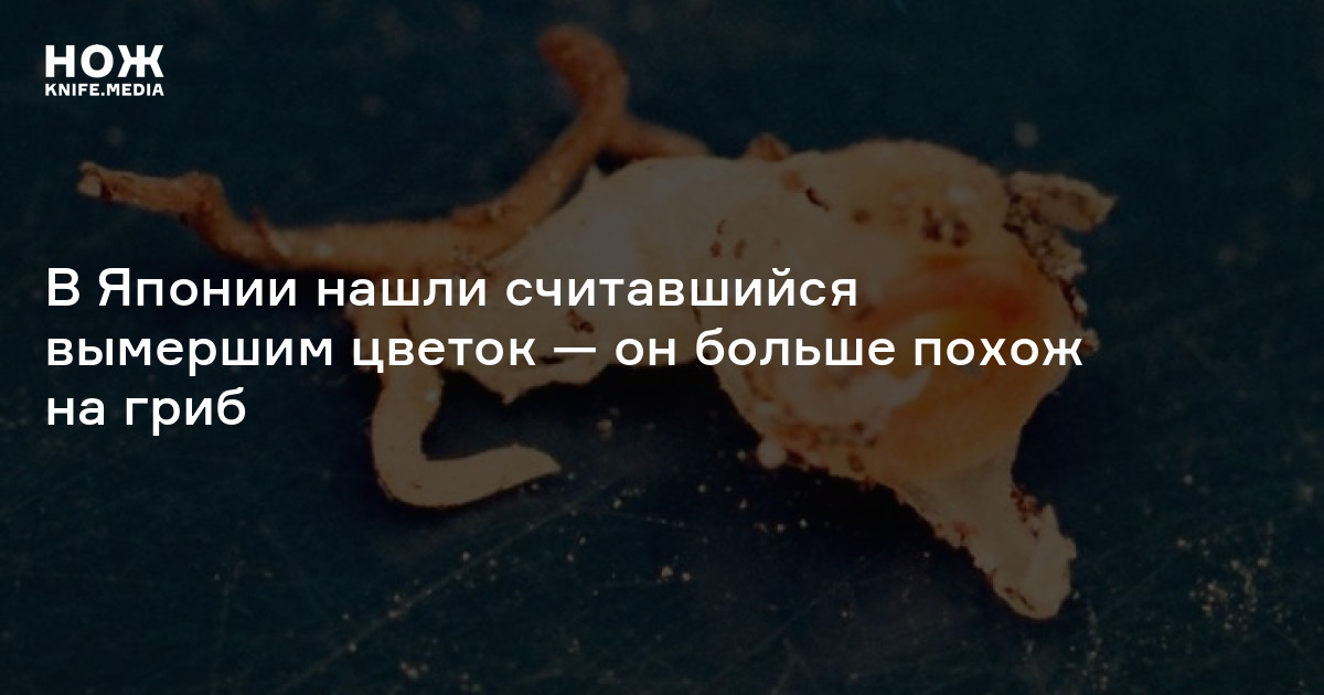 В Японии нашли считавшийся вымершим цветок — он больше похож на гриб — Нож