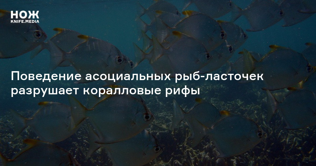 Поведение асоциальных рыб-ласточек разрушает коралловые рифы — Нож