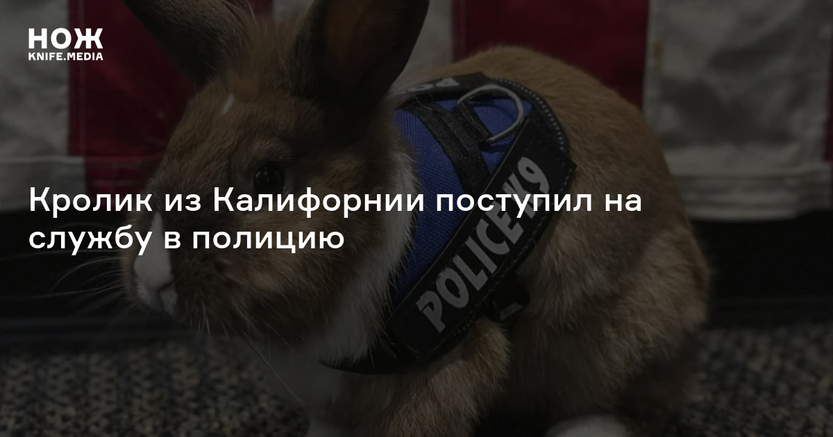 Кролик из Калифорнии поступил на службу в полицию — Нож