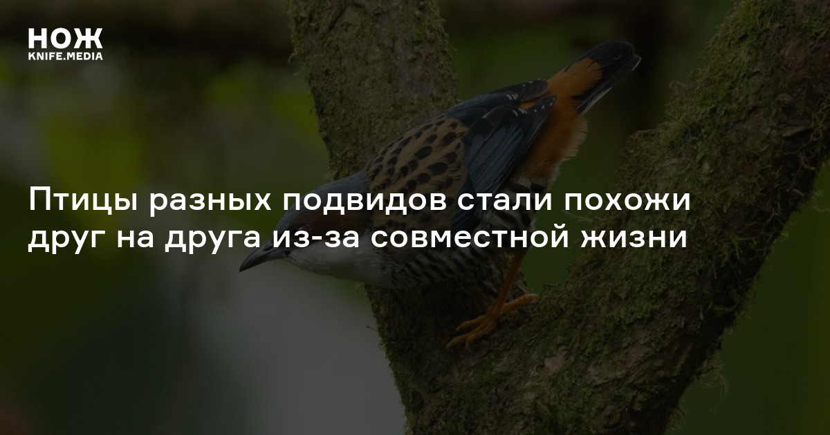 Птицы разных видов стали похожи друг на друга из-за совместной жизни — Нож