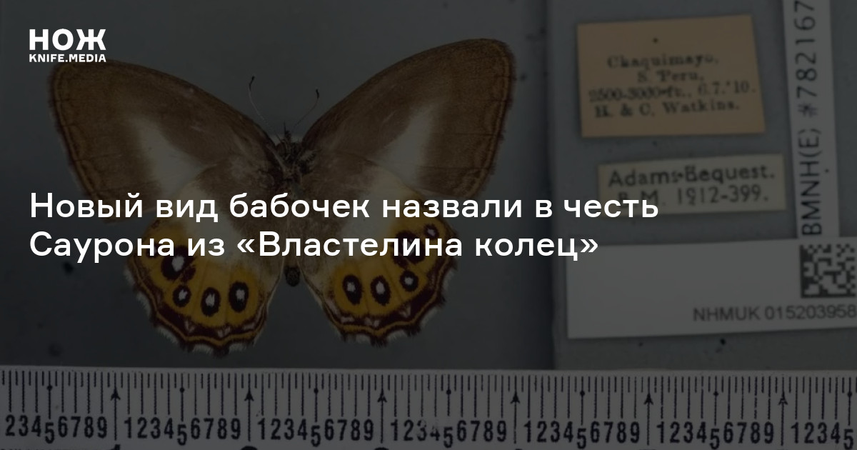 Новый вид бабочек назвали в честь Саурона из «Властелина колец» — Нож