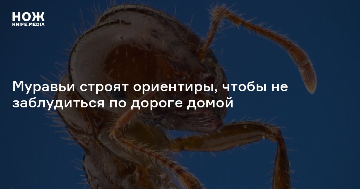 Муравьи строят ориентиры, чтобы не заблудиться — Нож