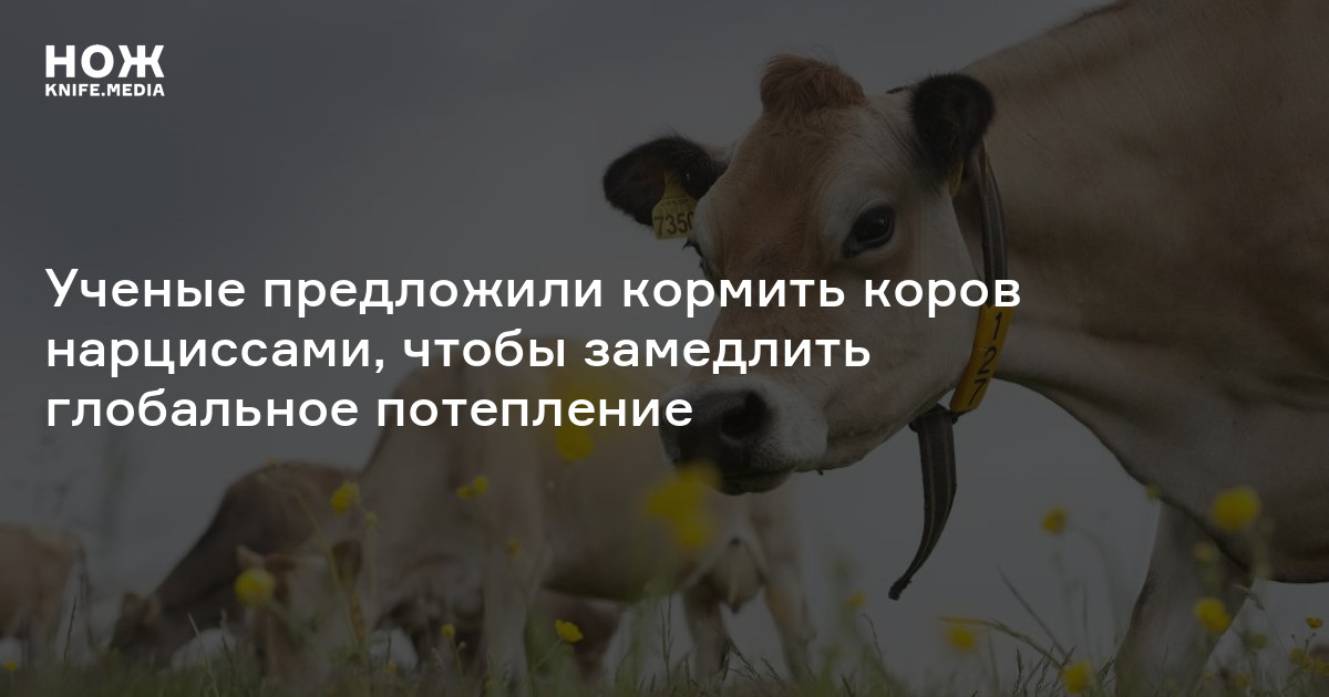 Ученые предложили кормить коров нарциссами, чтобы замедлить глобальное ...