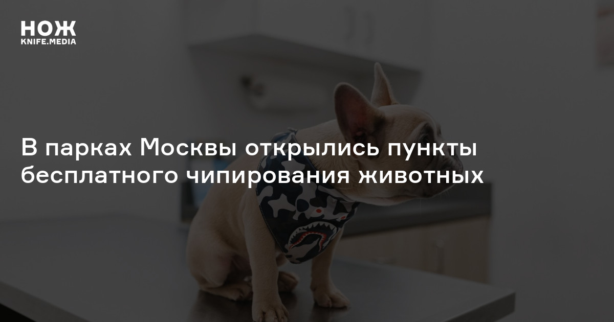 В парках Москвы открылись пункты бесплатного чипирования животных — Нож