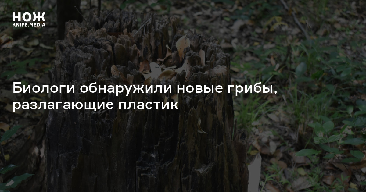 Биологи обнаружили новые грибы, разлагающие пластик — Нож