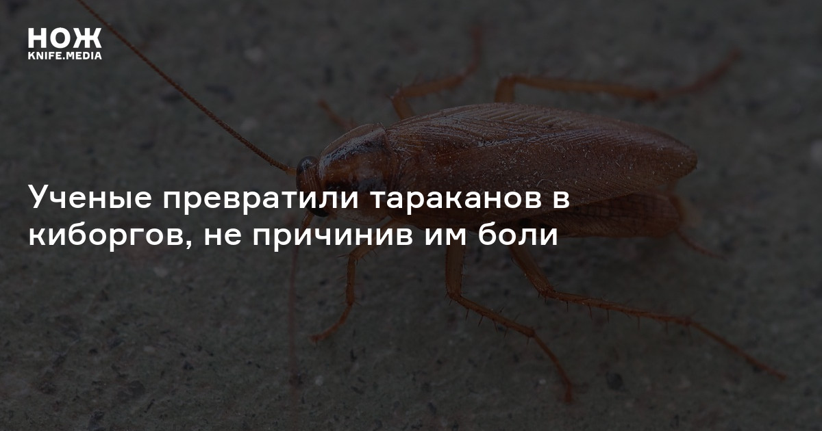 Ученые превратили тараканов в киборгов, не причинив им боли — Нож