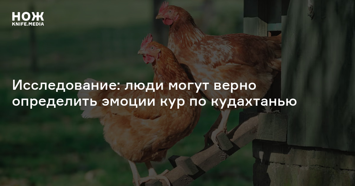 Исследование: люди могут верно определить эмоции кур по кудахтанью — Нож