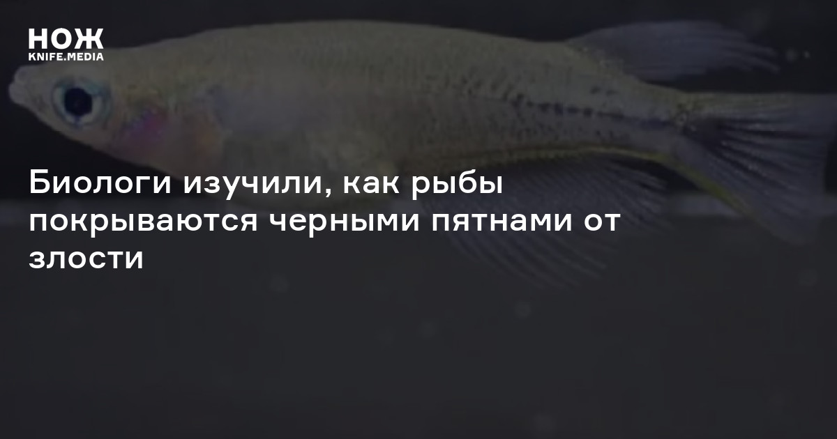 Биологи изучили, как рыбы покрываются черными пятнами от злости — Нож
