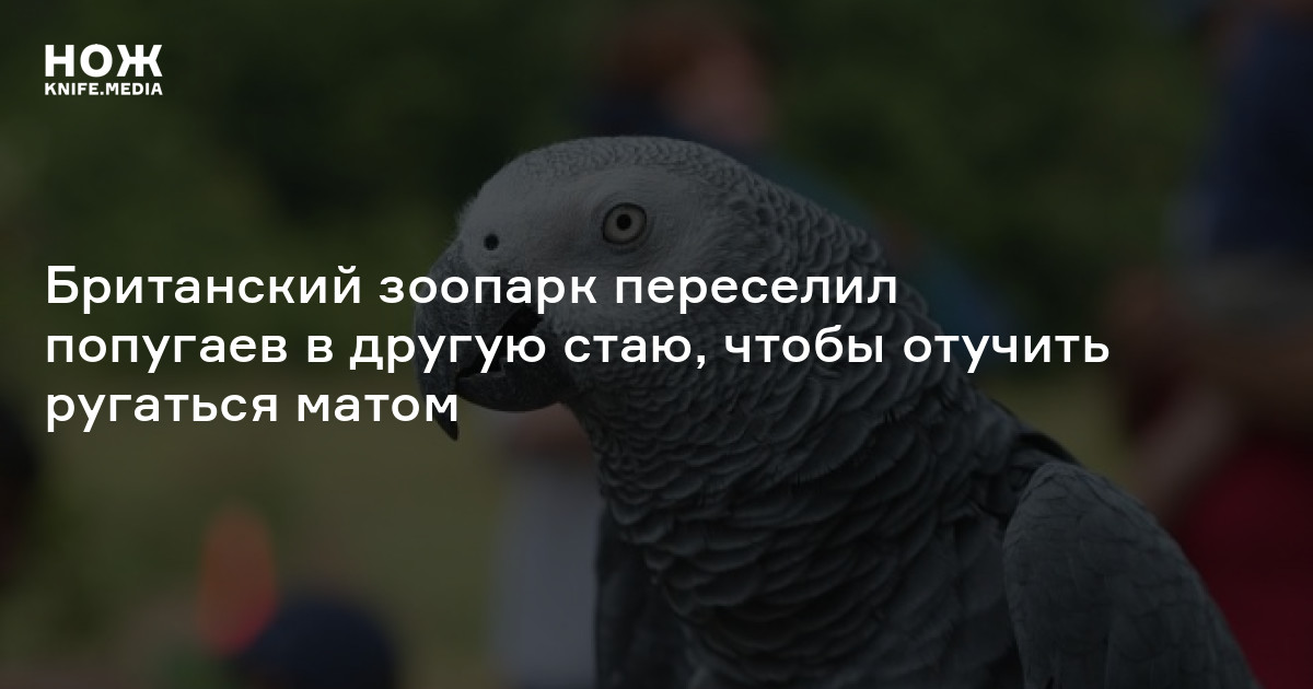 Британский зоопарк переселил попугаев в другую стаю, чтобы отучить ...