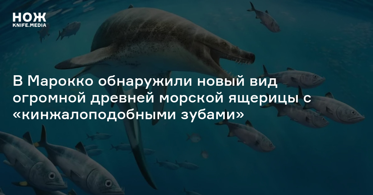 В Марокко обнаружили новый вид огромной древней морской ящерицы с ...