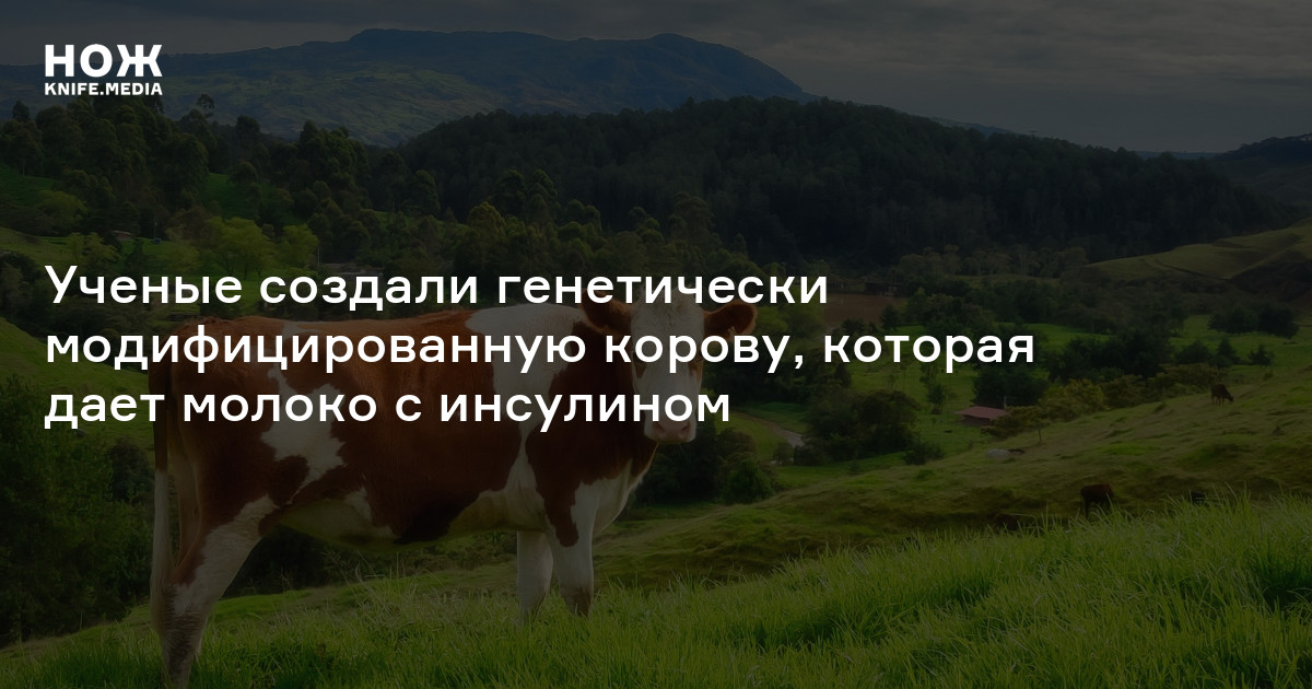 Ученые создали генетически модифицированную корову, которая дает молоко ...