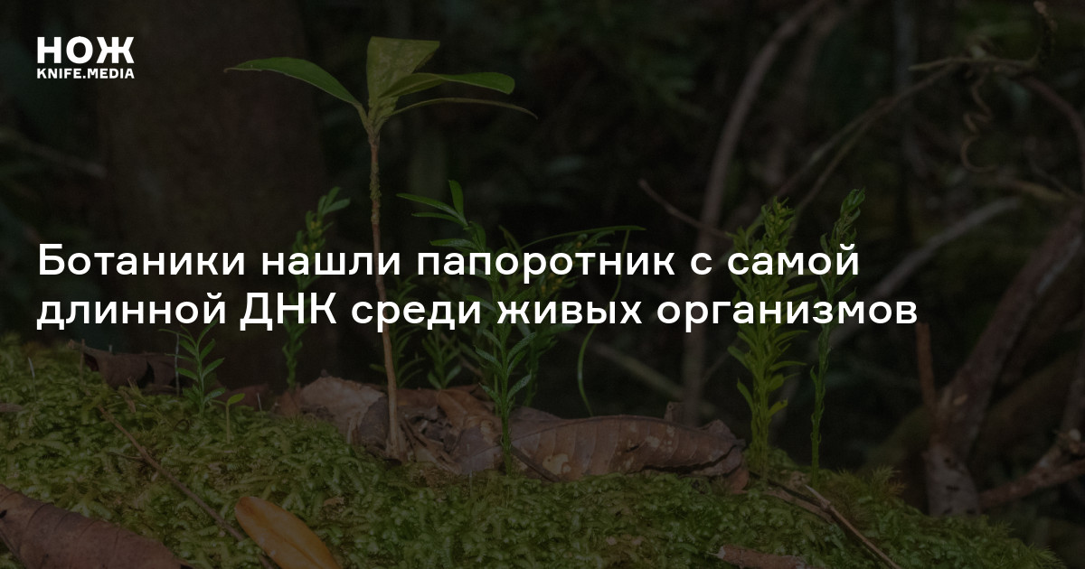 Ботаники нашли папоротник с самой длинной ДНК среди живых организмов — Нож