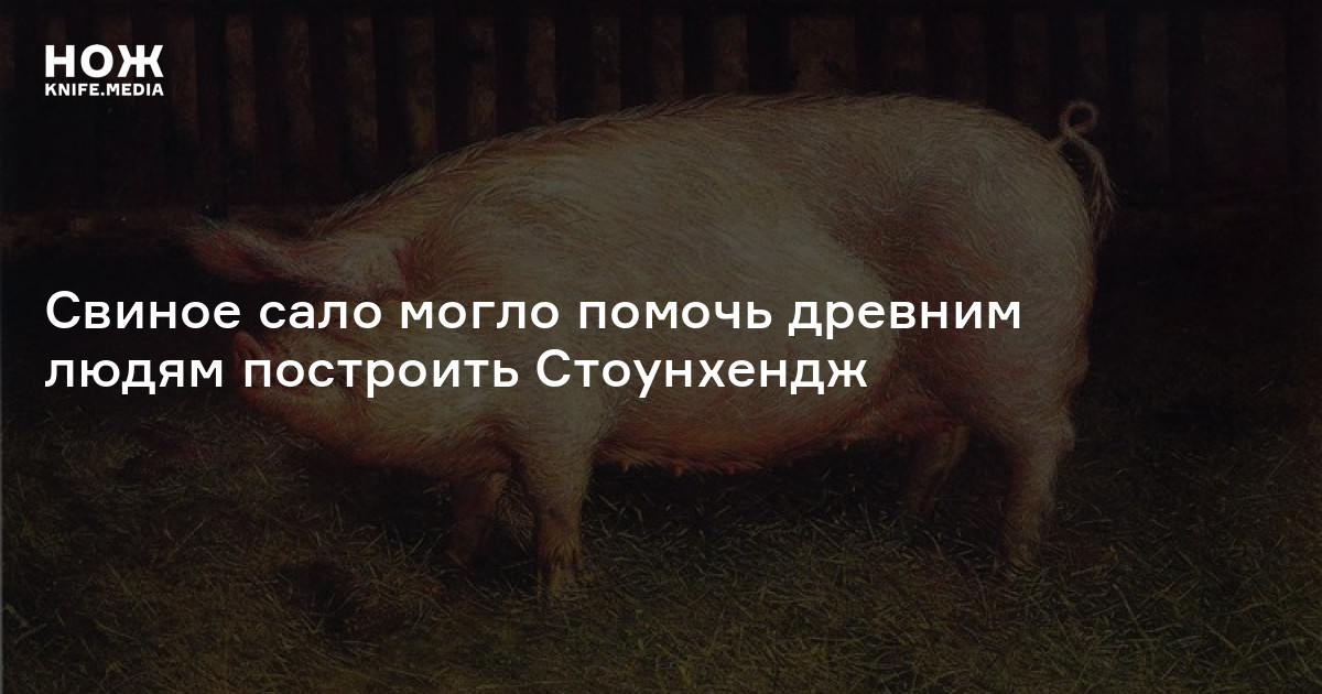 Свиное сало могло помочь древним людям построить Стоунхендж — Нож
