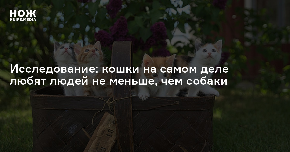 Исследование: кошки на самом деле любят людей не меньше, чем собаки — Нож