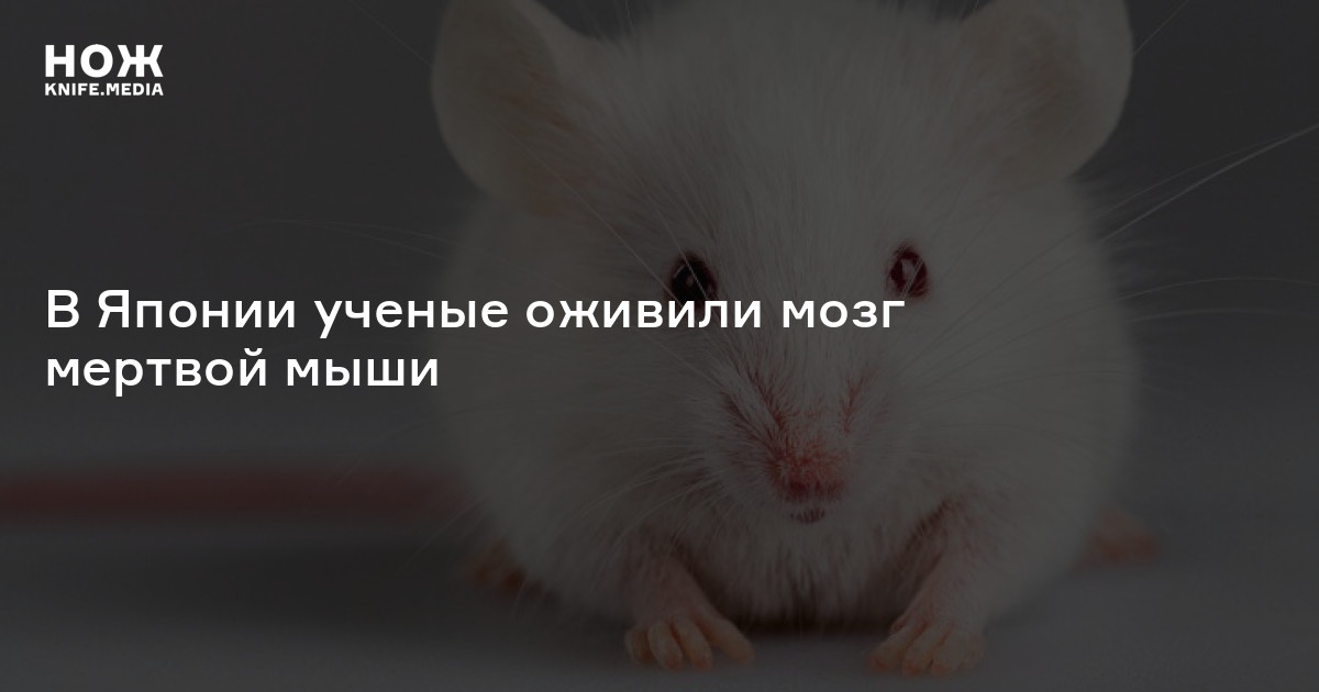 В Японии ученые оживили мозг мертвой мыши — Нож
