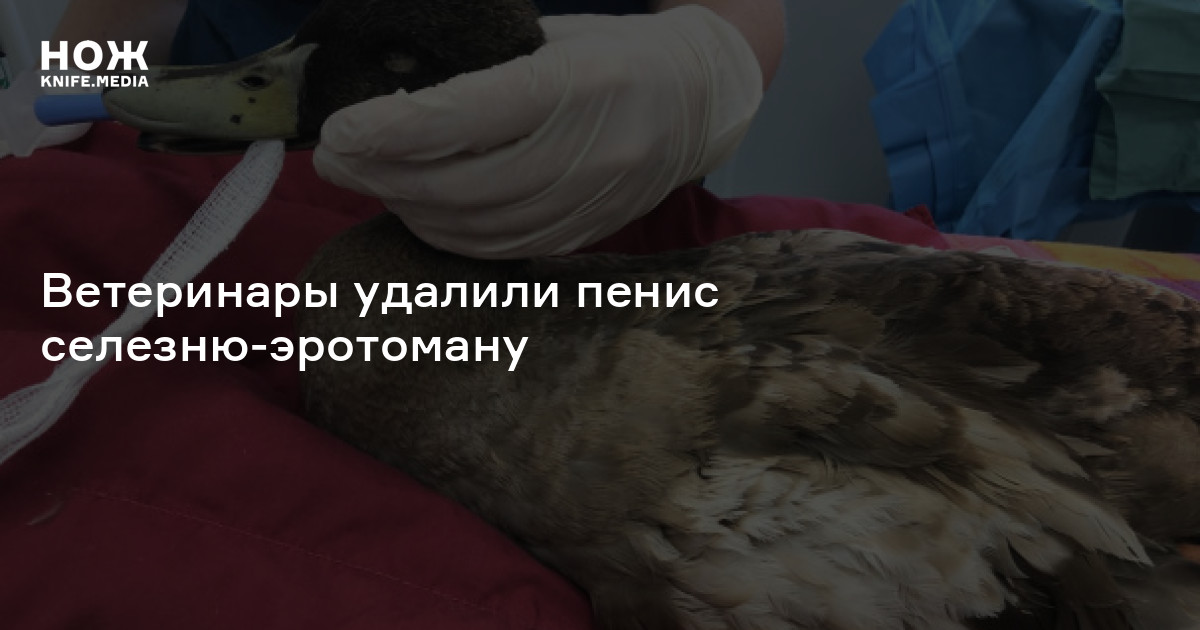 Ветеринары удалили пенис селезню-эротоману — Нож