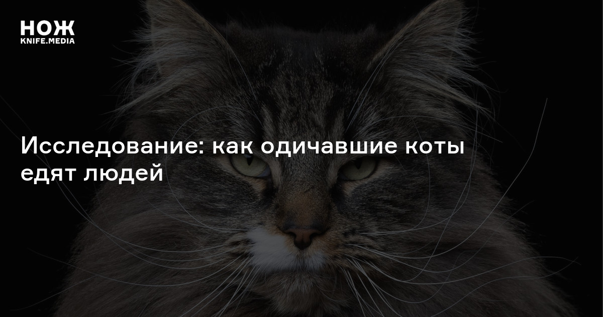 Исследование: как одичавшие коты едят людей — Нож